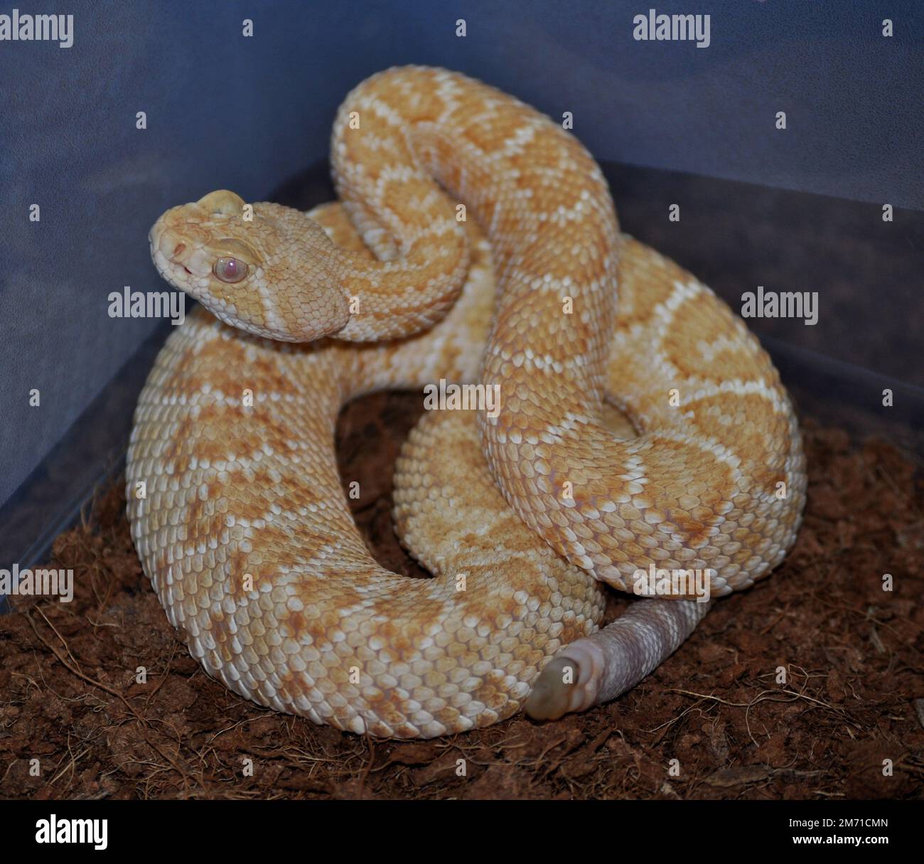 Western Diamond-backed Rattlesnake (Crotalus atrox Stock Photo - Alamy