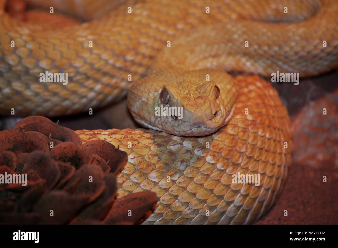 Western Diamond-backed Rattlesnake (Crotalus atrox Stock Photo - Alamy