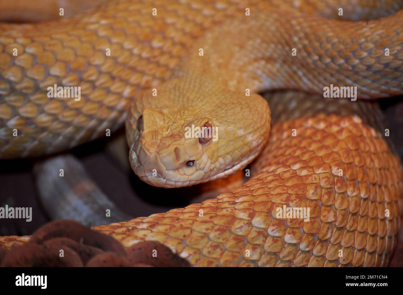 Western Diamond-backed Rattlesnake (Crotalus atrox Stock Photo - Alamy