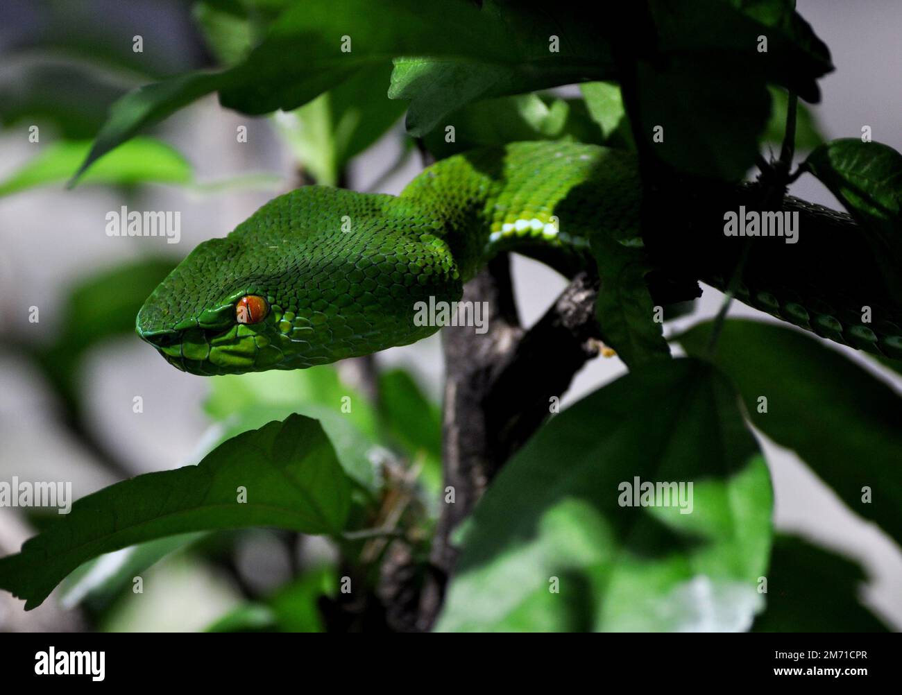 White lipped green tree viper hi-res stock photography and images - Alamy