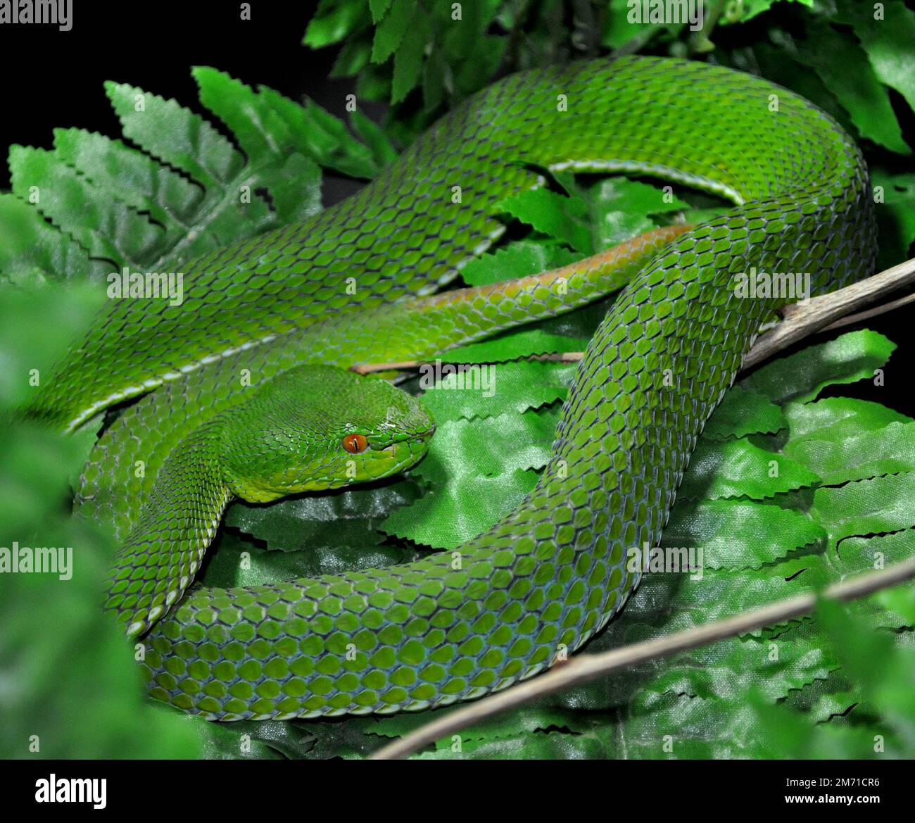 White-lipped pit viper (Cryptelytrops albolabris Stock Photo - Alamy