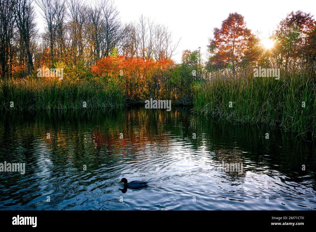 Duck in silhouette on pond hi-res stock photography and images - Alamy