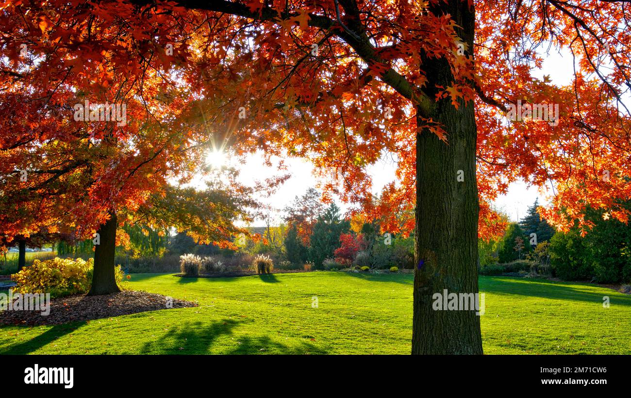 Silhouette of a maple tree at sunrise hi-res stock photography and ...