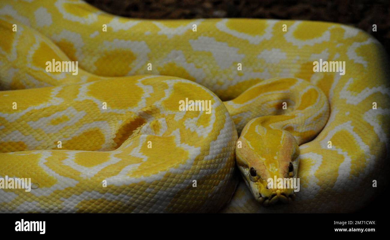 Burmese python (Python bivittatus Stock Photo - Alamy
