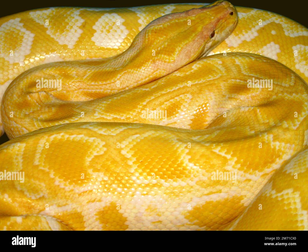 Burmese python (Python bivittatus Stock Photo - Alamy