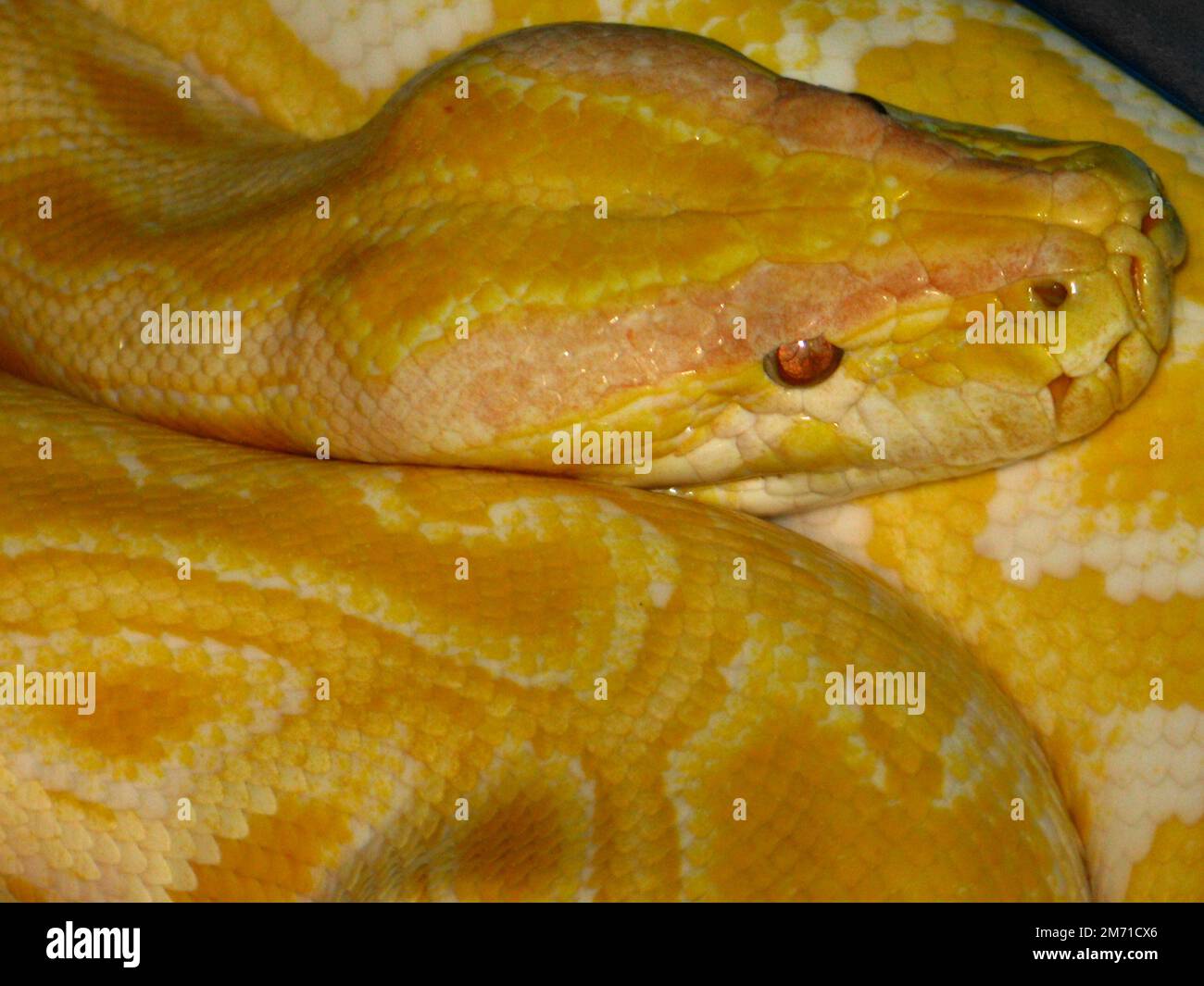 Burmese python (Python bivittatus Stock Photo - Alamy