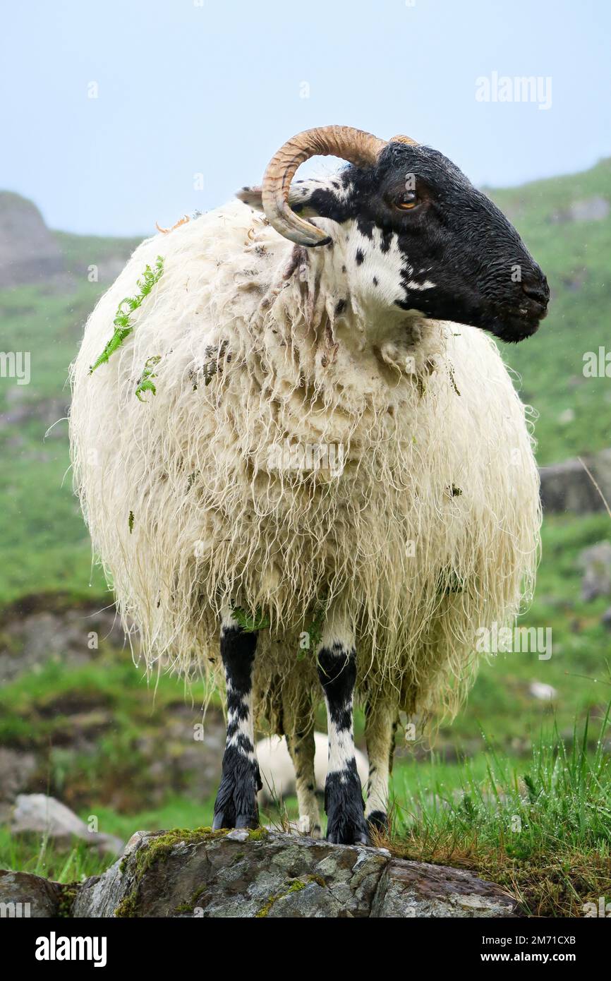 Sheep in ring hi-res stock photography and images - Alamy