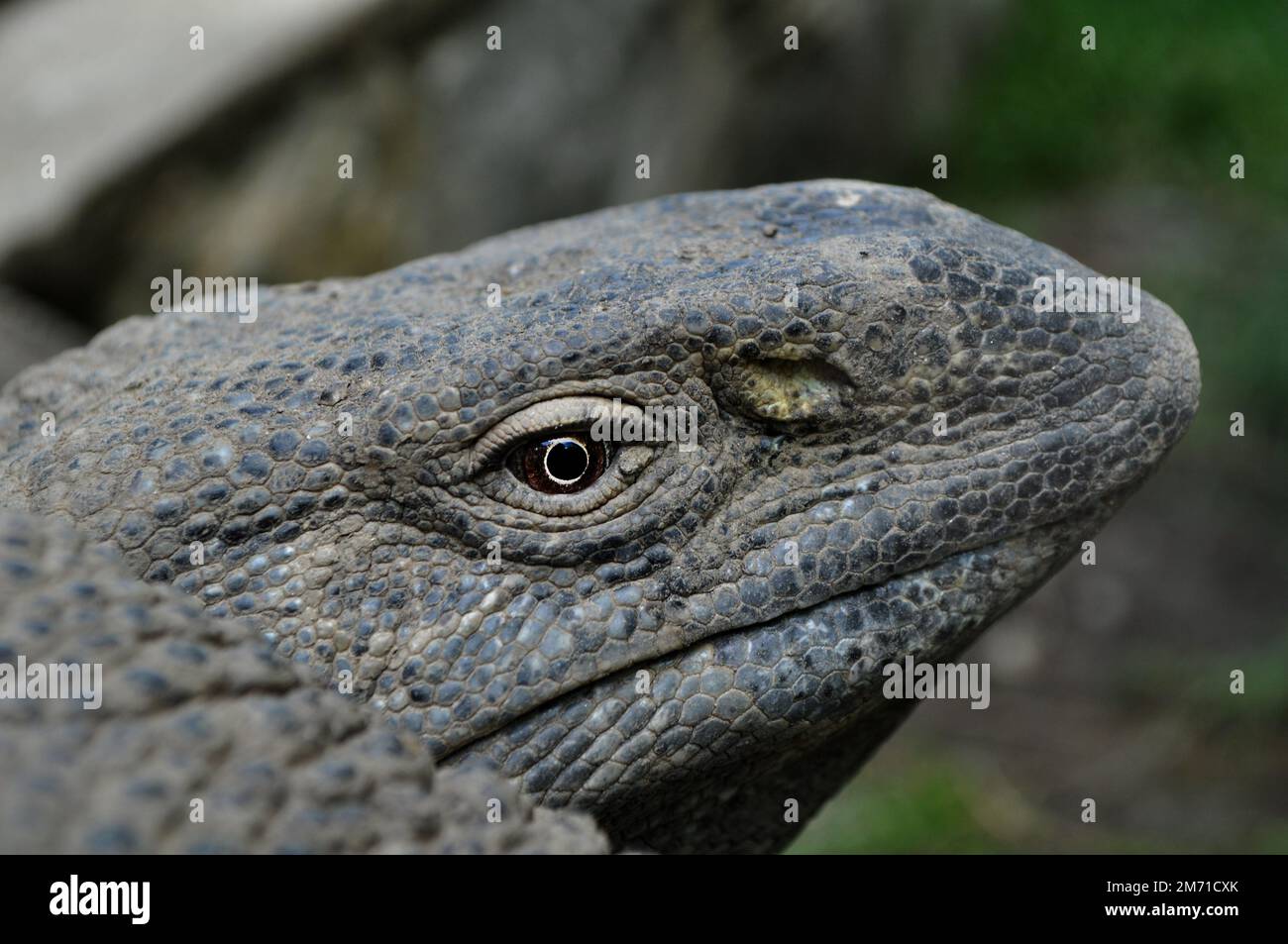 Monitor albigularis hi-res stock photography and images - Alamy