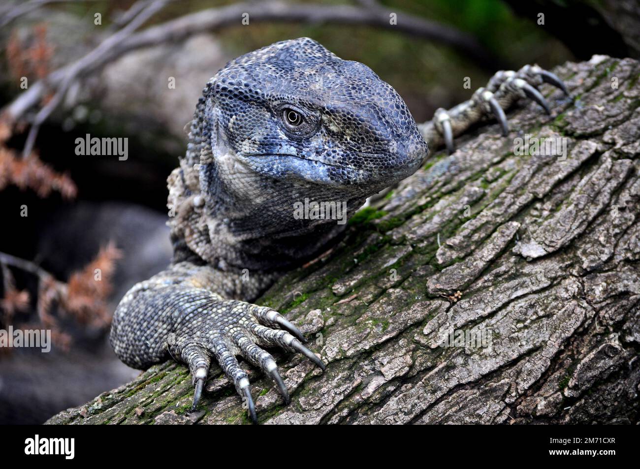 Monitor albigularis hi-res stock photography and images - Alamy