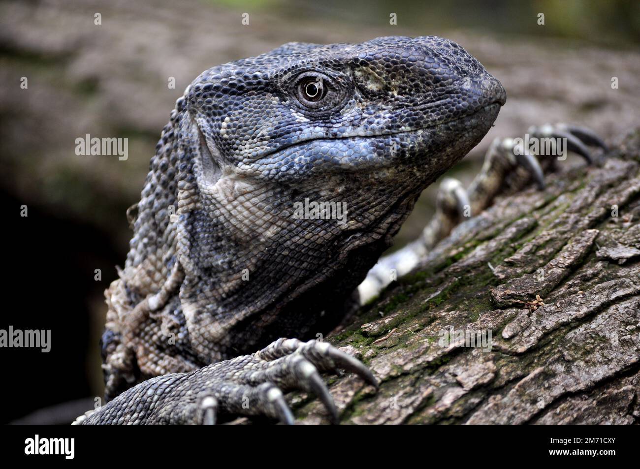 Rock monitor (Varanus albigularis Stock Photo - Alamy