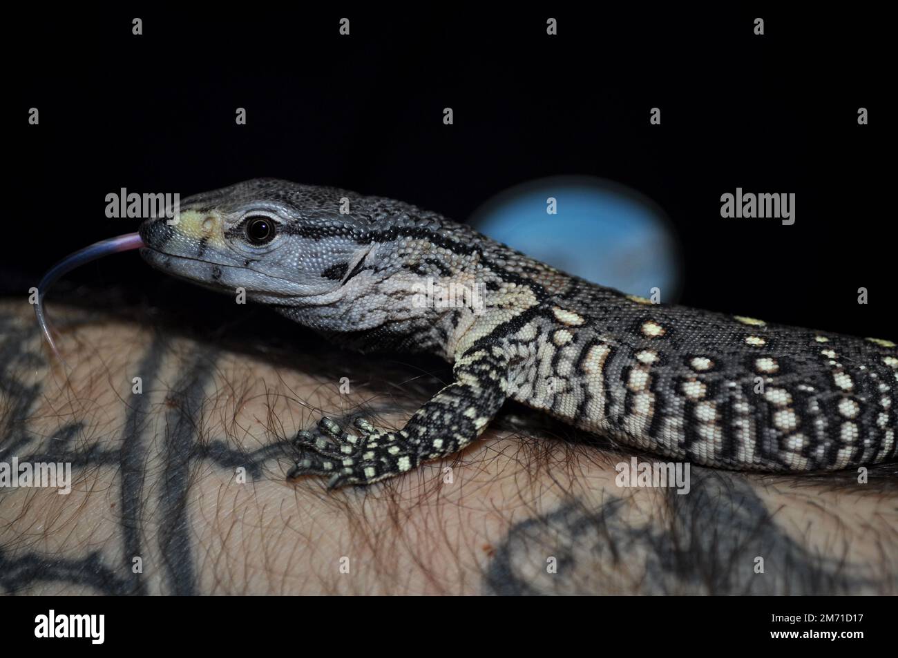 Baby monitor lizard hi-res stock photography and images - Alamy