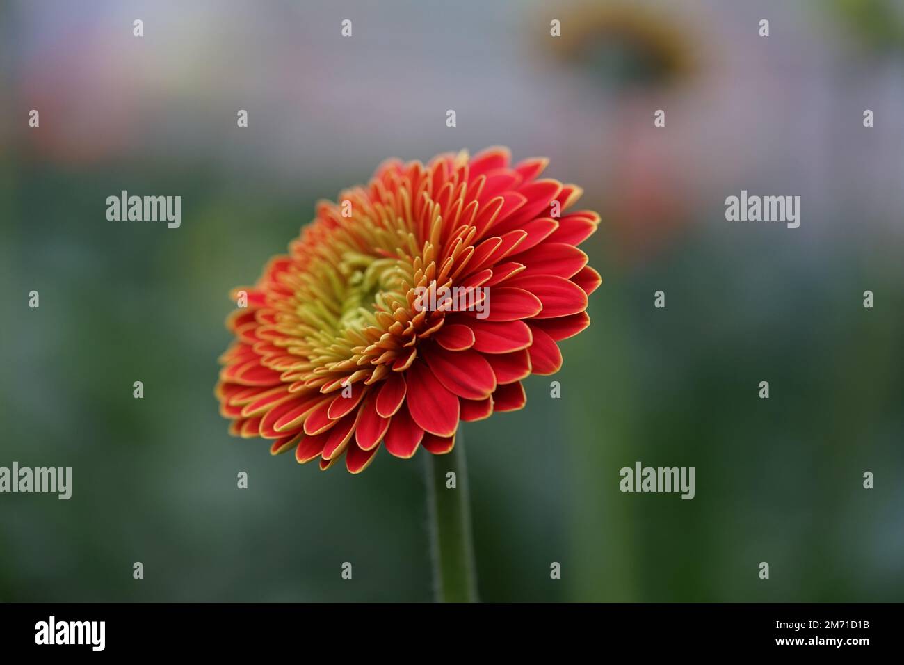 Partial view of a gerbera flower hi-res stock photography and images ...