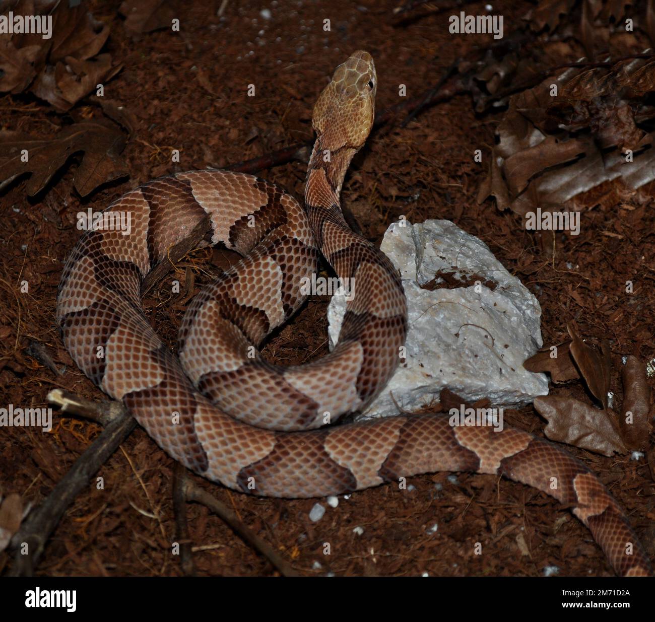 Southern Copperhead (Agkistrodon contortrix Stock Photo - Alamy