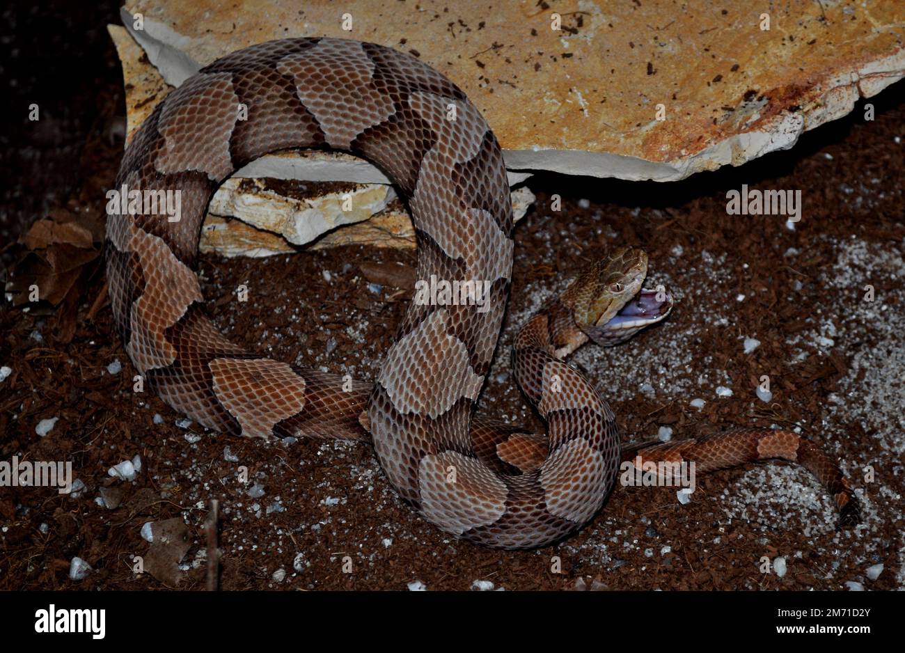 Southern Copperhead (Agkistrodon contortrix Stock Photo - Alamy