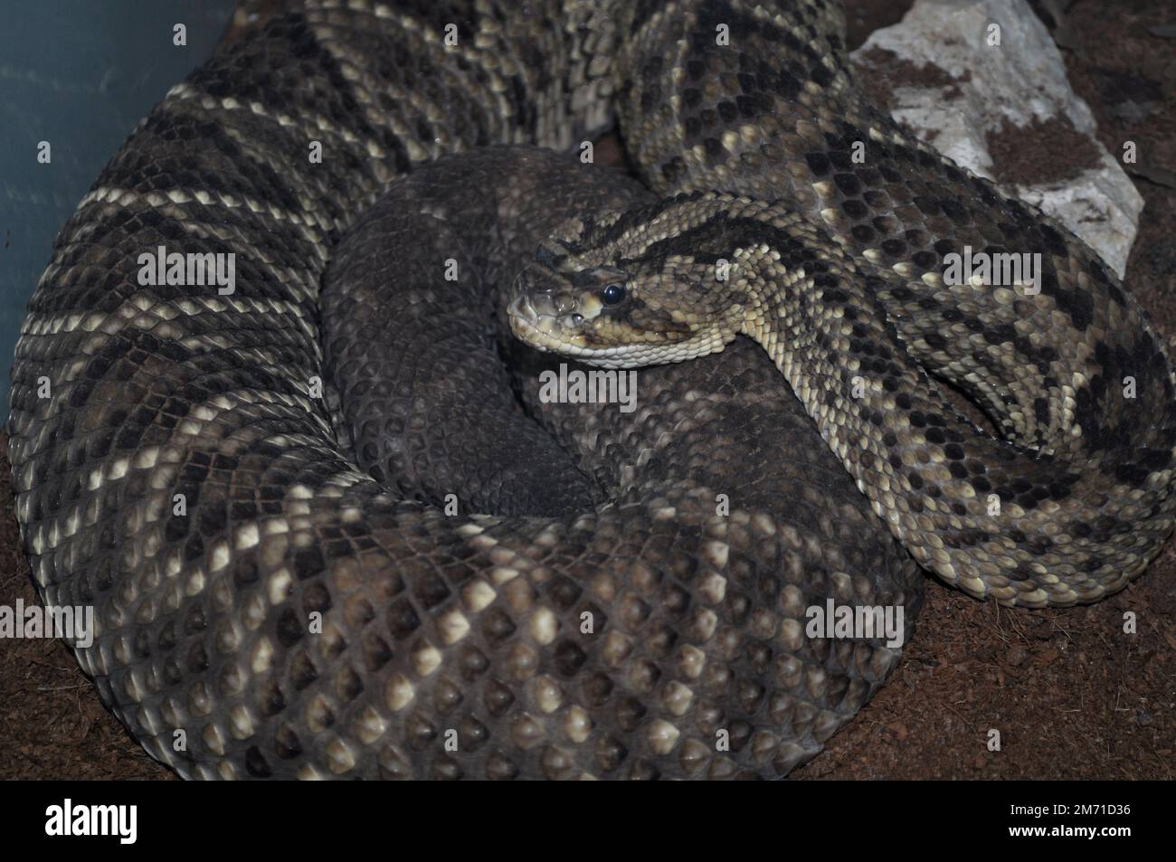 Tropical rattlesnake (Crotalus durissus Stock Photo - Alamy