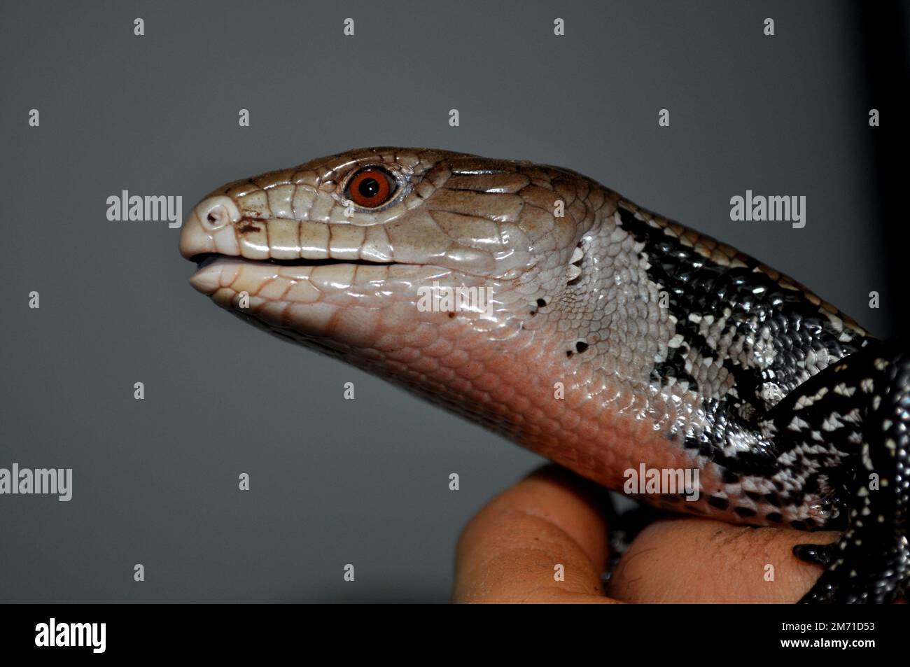 Common Blue-tongued Skink (Tiliqua scincoides Stock Photo - Alamy