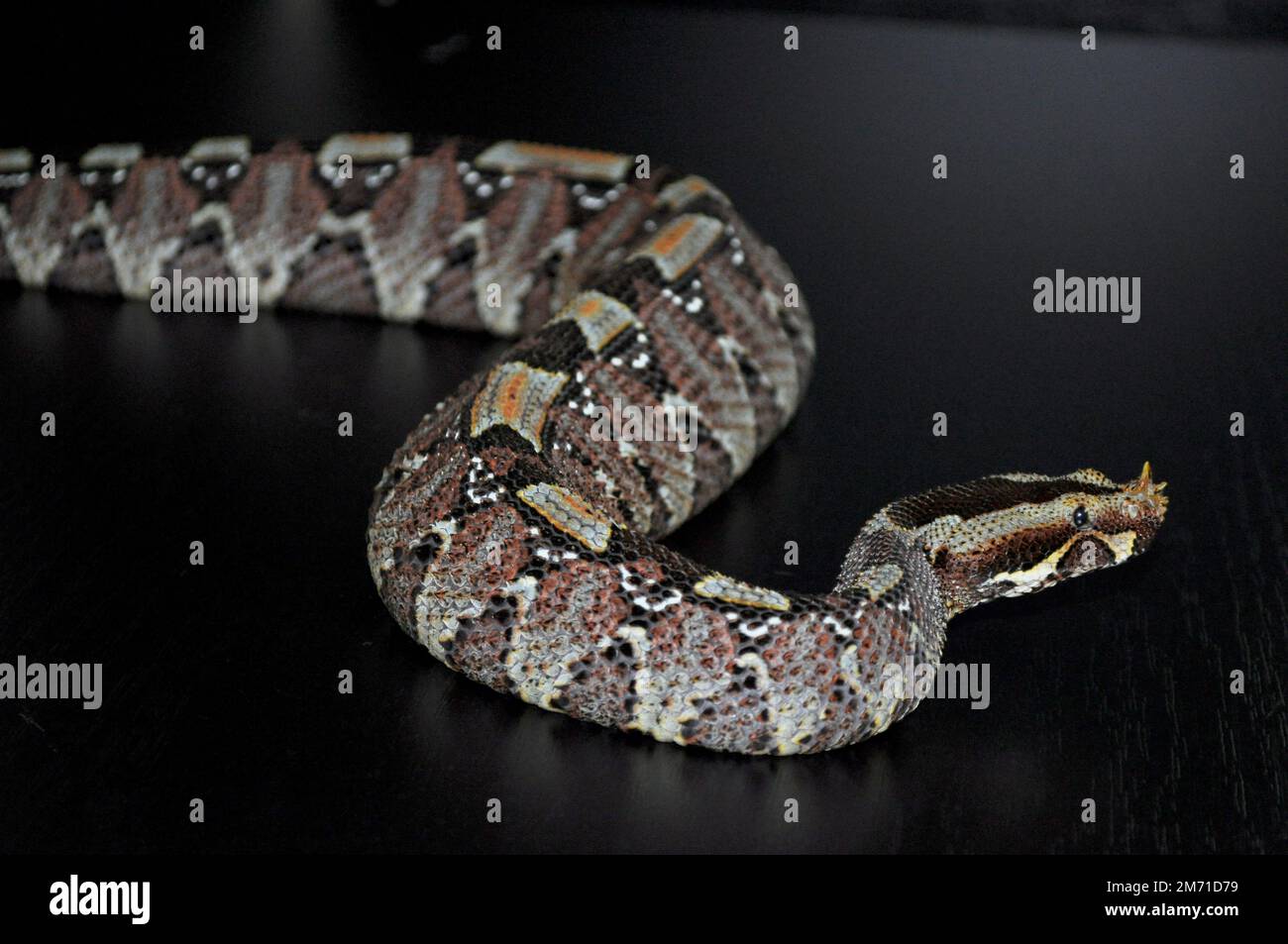 Rhinoceros Viper (Bitis nasicornis Stock Photo - Alamy