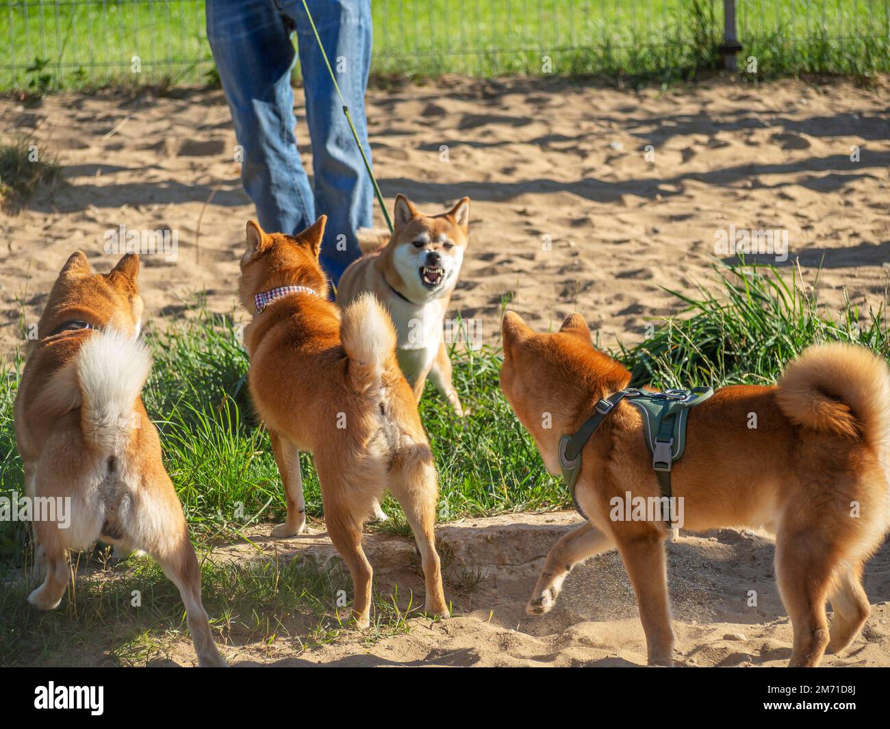 Shiba Inu plays on the dog playground in the park. Cute dog of shiba ...