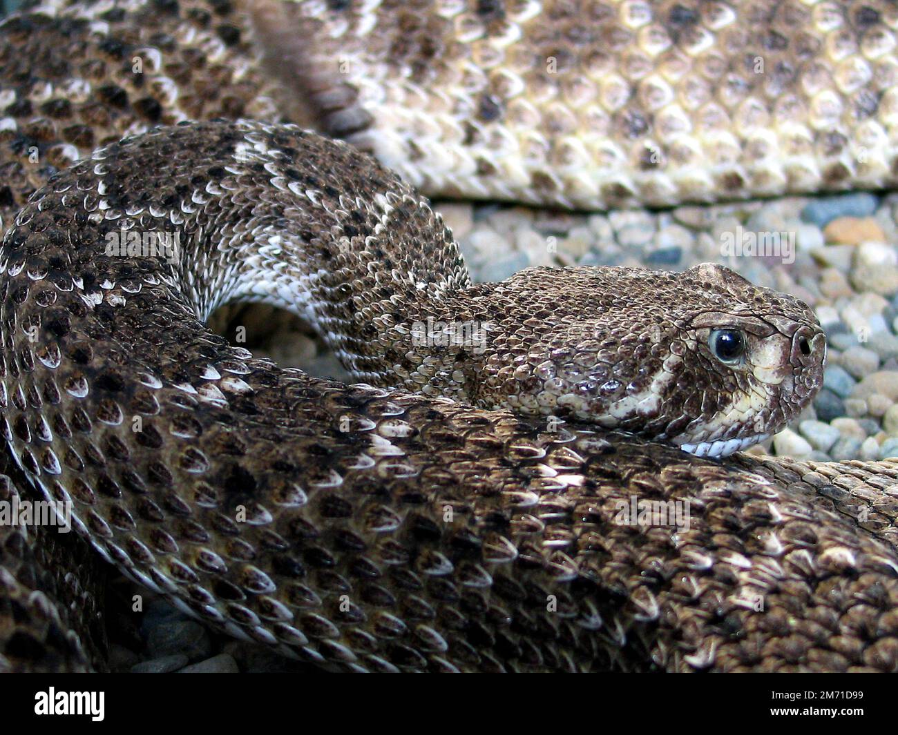 Western Diamond-backed Rattlesnake (Crotalus atrox Stock Photo - Alamy