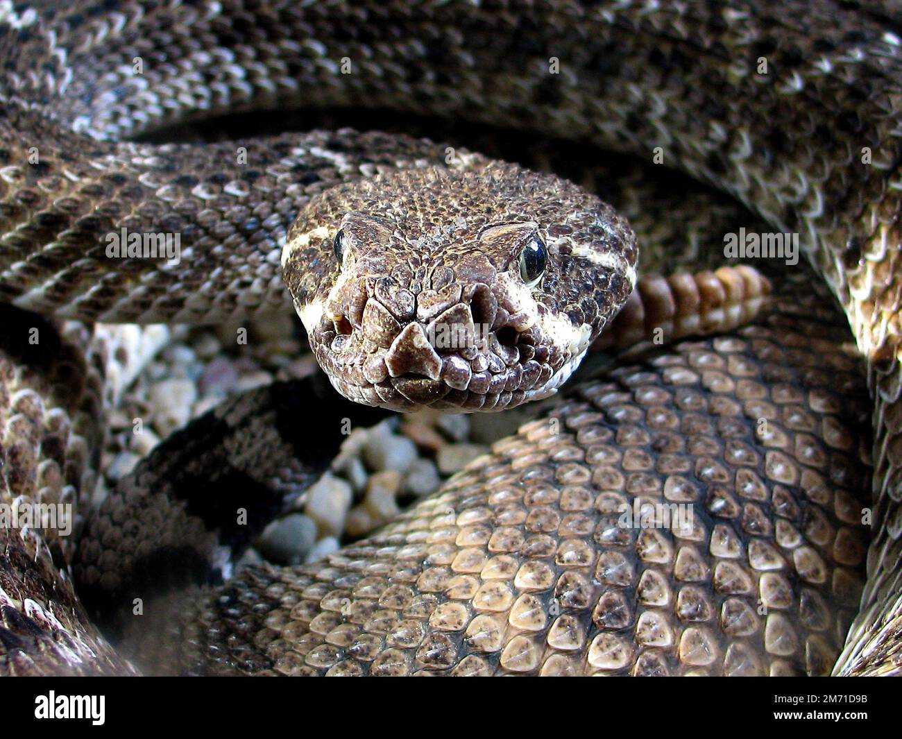 Crotalus Atrox