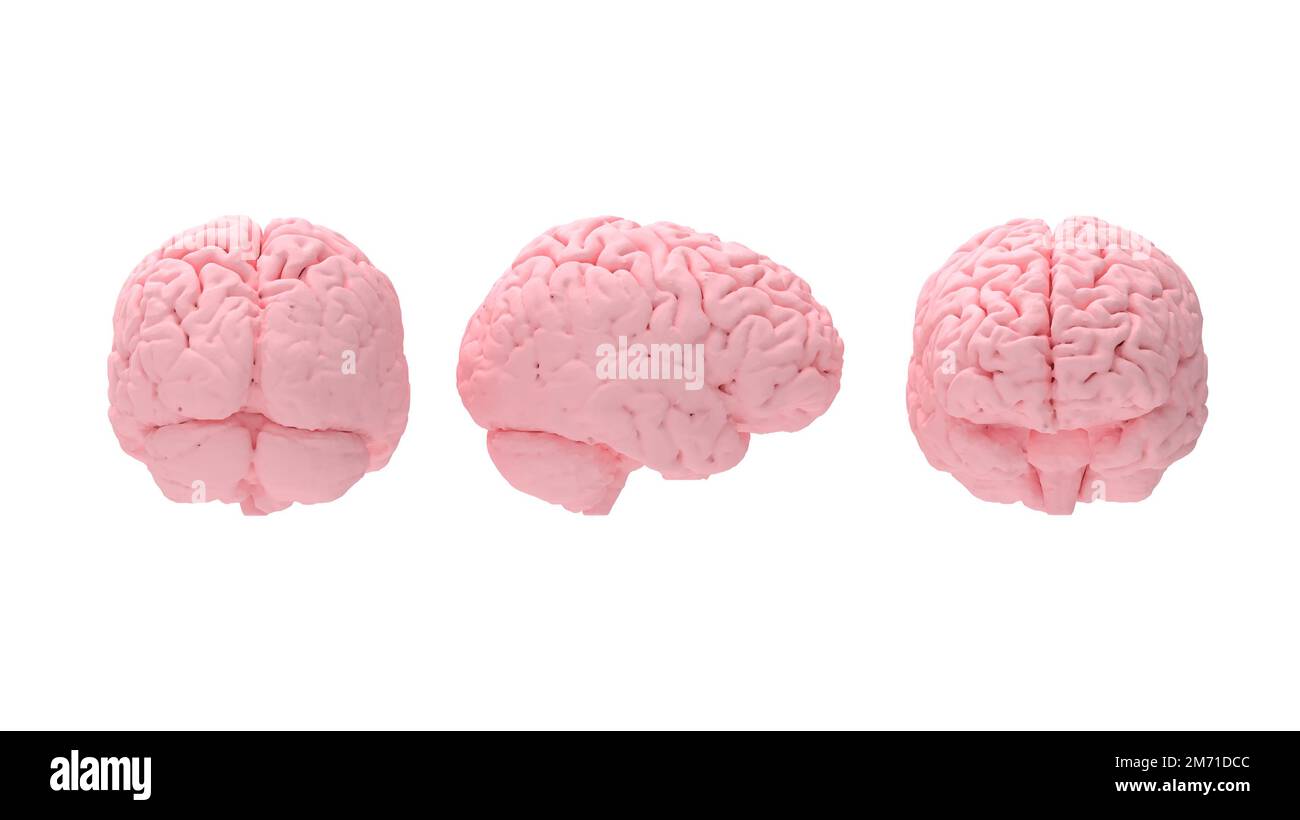 3D rendering of human brain front side back view isolated. Multiple ...