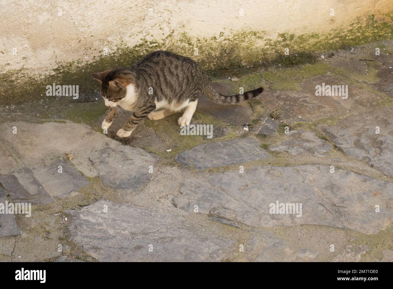 Stray cat playing with its food Stock Photo - Alamy
