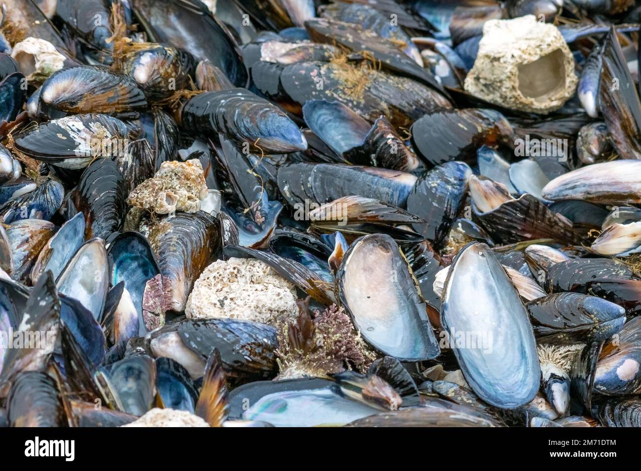 Marine blue mussel hi-res stock photography and images - Alamy
