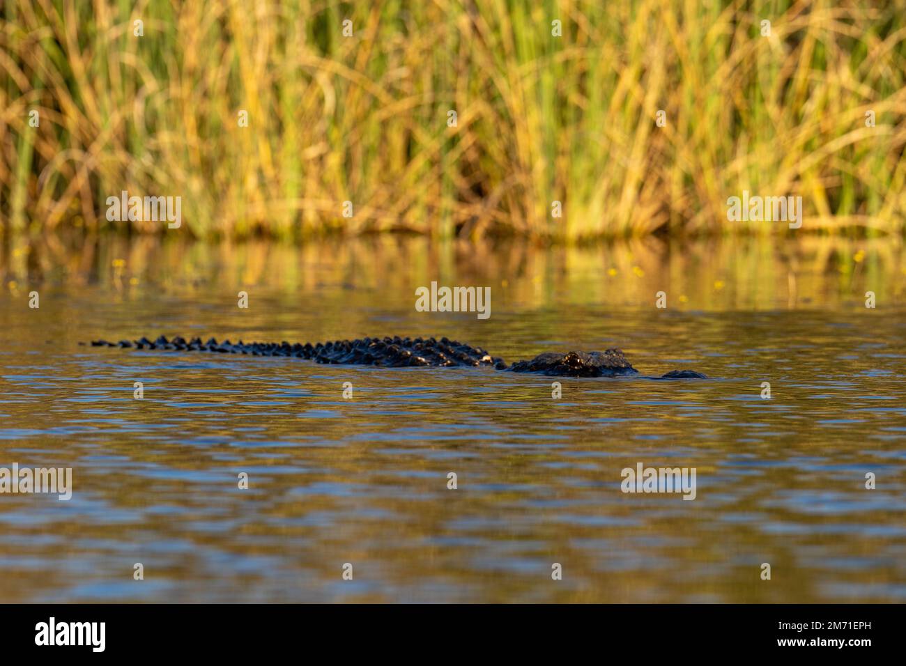 A closeup of an alligator swimming in a pond Stock Photo - Alamy