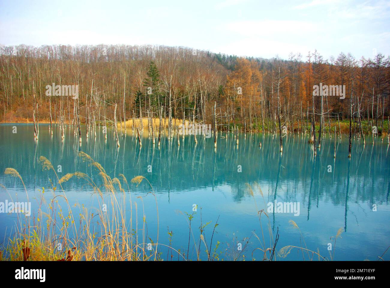 Shirogane blue pond near biei in Hokkaido Japan Stock Photo - Alamy