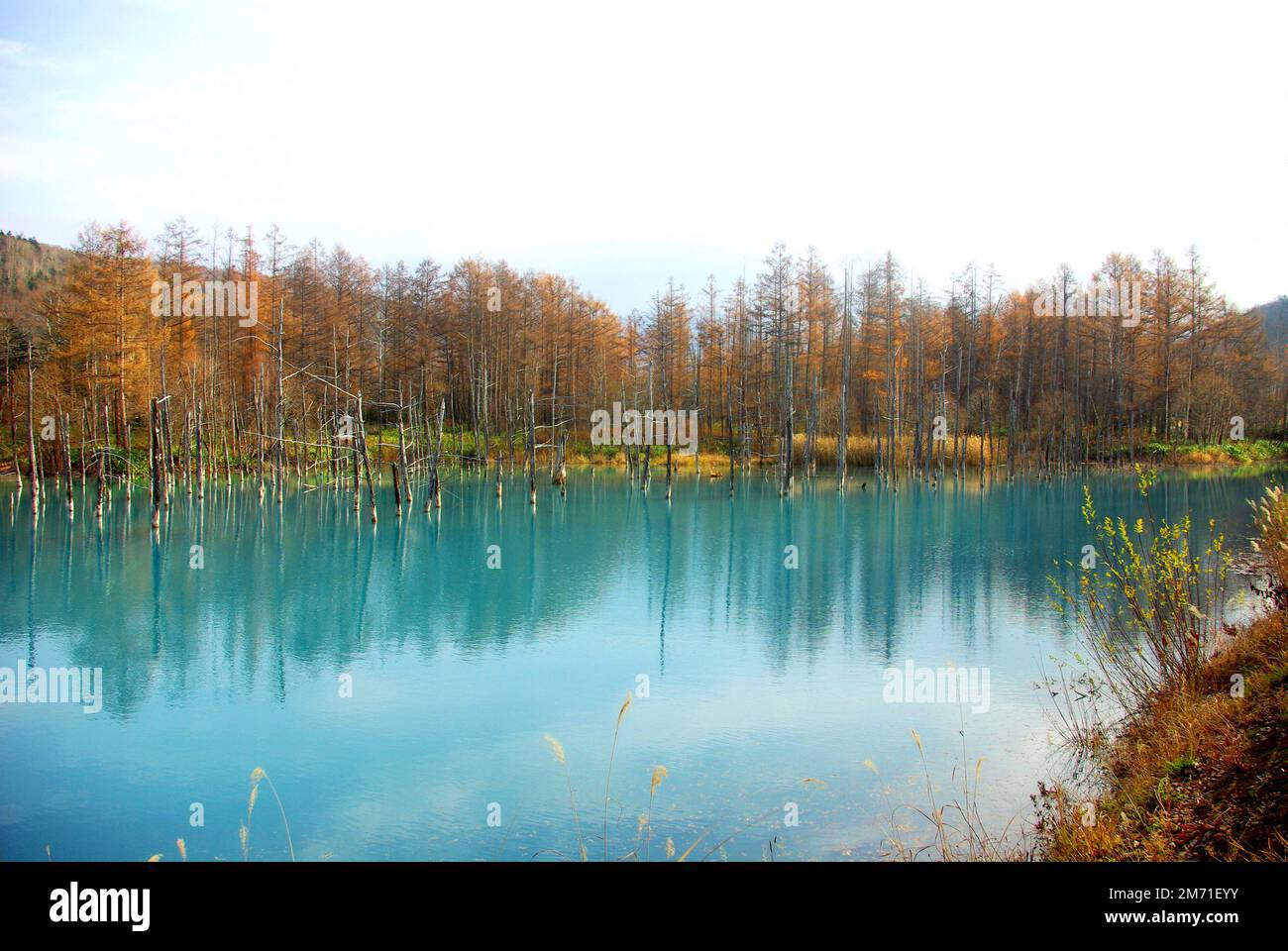 Shirogane blue pond near biei in Hokkaido Japan Stock Photo - Alamy