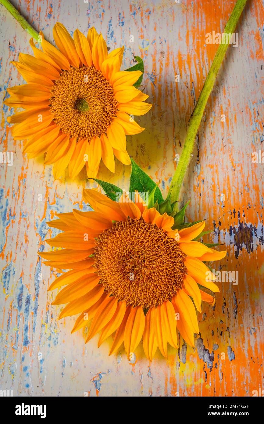 Two Classic Sunflowers Stock Photo - Alamy