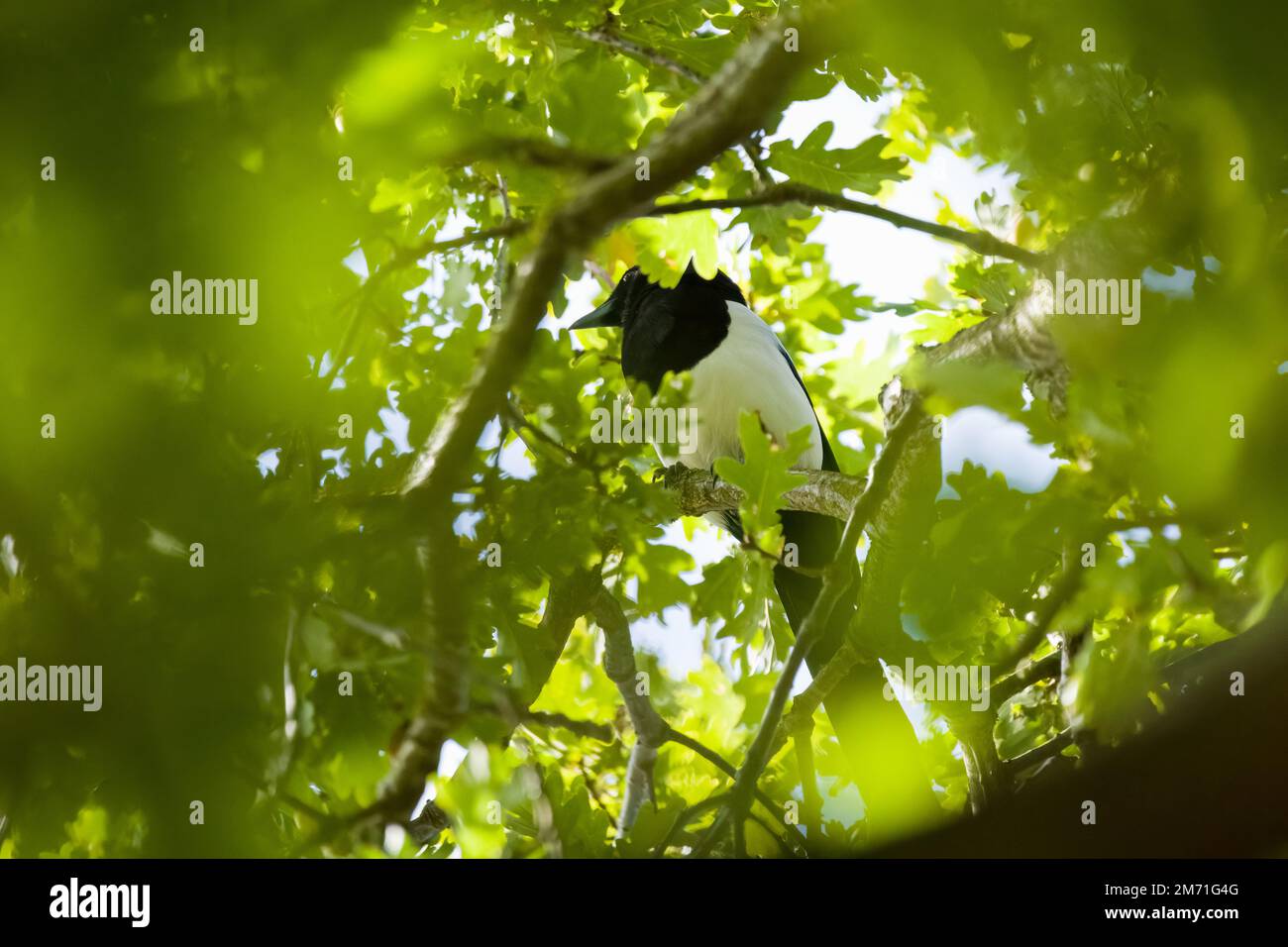 Magpie photography hi-res stock photography and images - Alamy