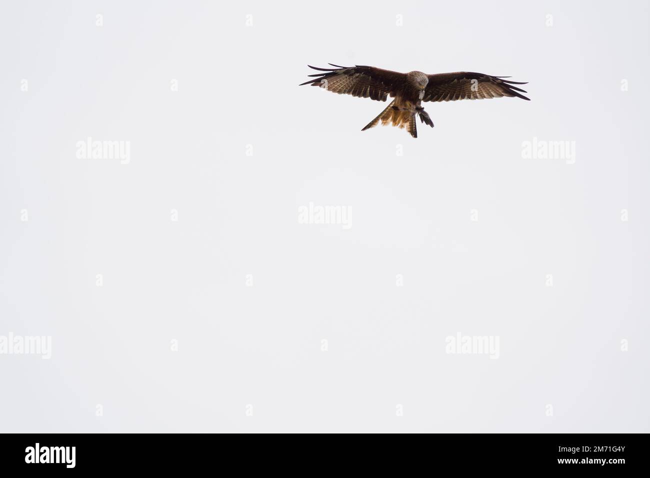 Red kite eating it's latest catch Stock Photo - Alamy