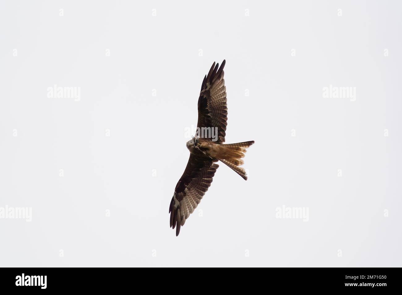 Red kite eating it's latest catch Stock Photo - Alamy