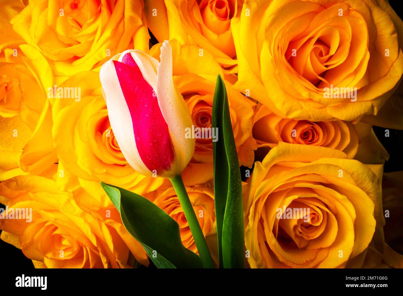 Exotic Tulip And Roses Stock Photo - Alamy