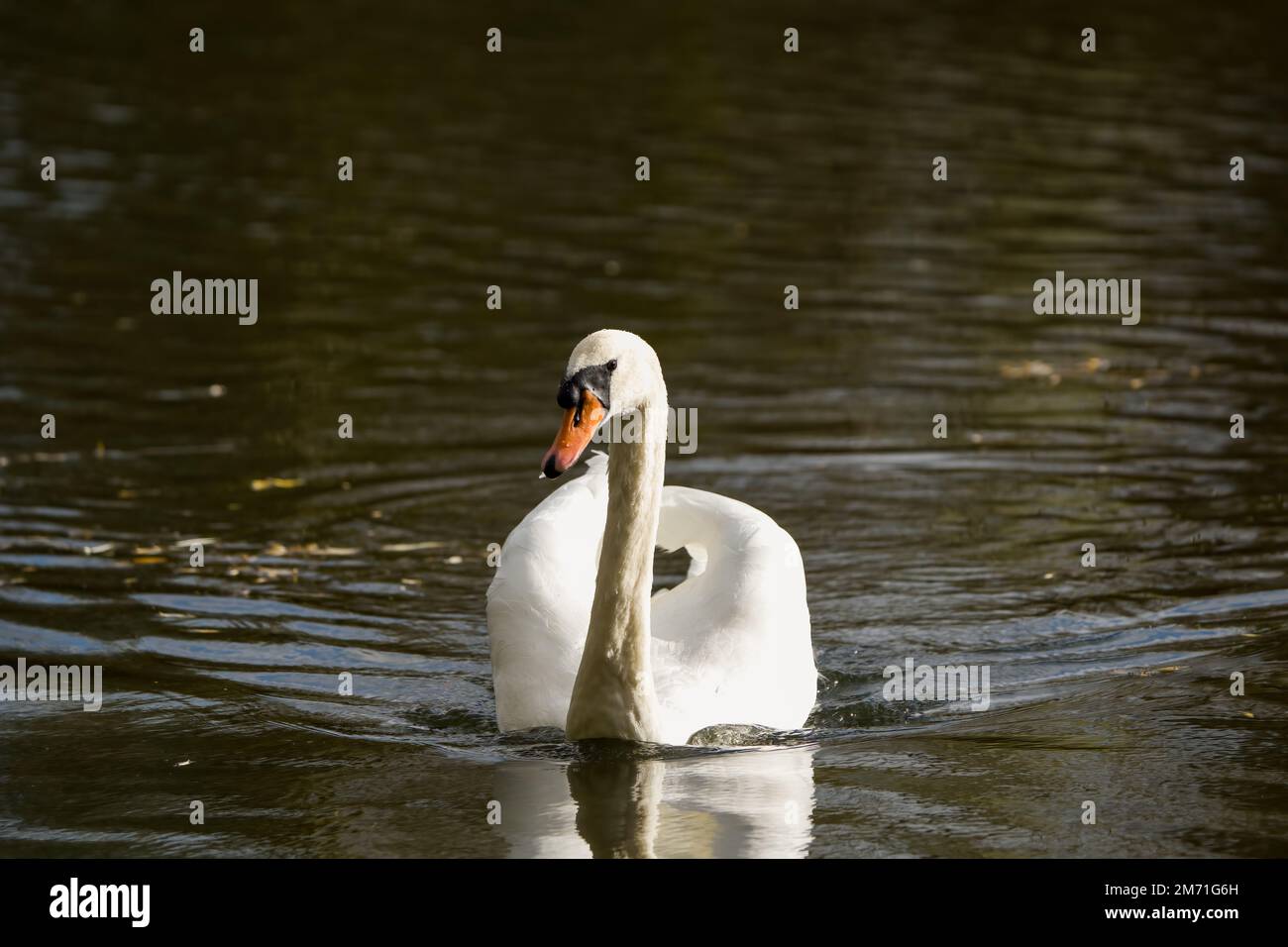 Swan swimming towards the camera Stock Photo - Alamy