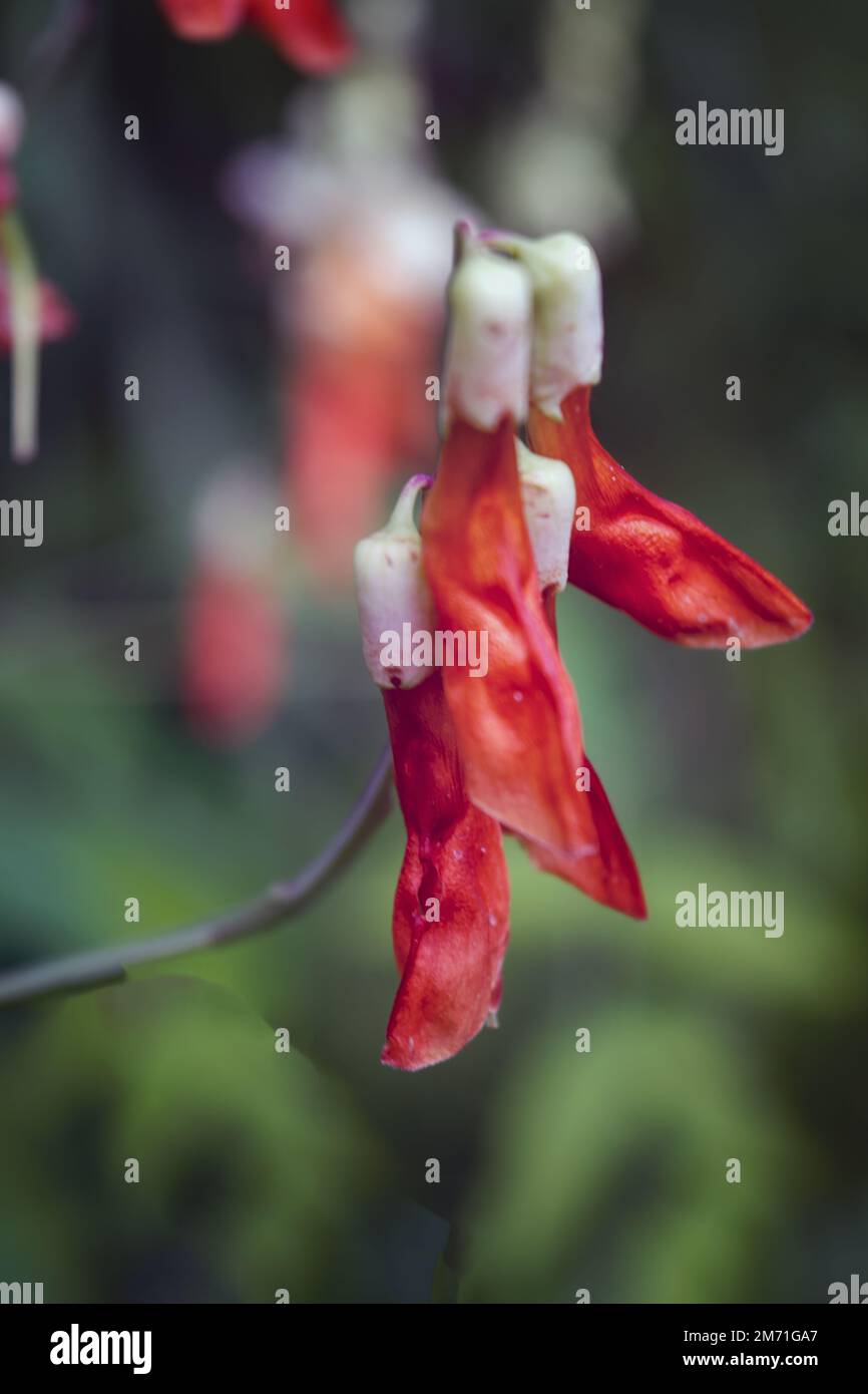 Lathyrus laevigatus is a rare relict plant, listed in the Red Book ...