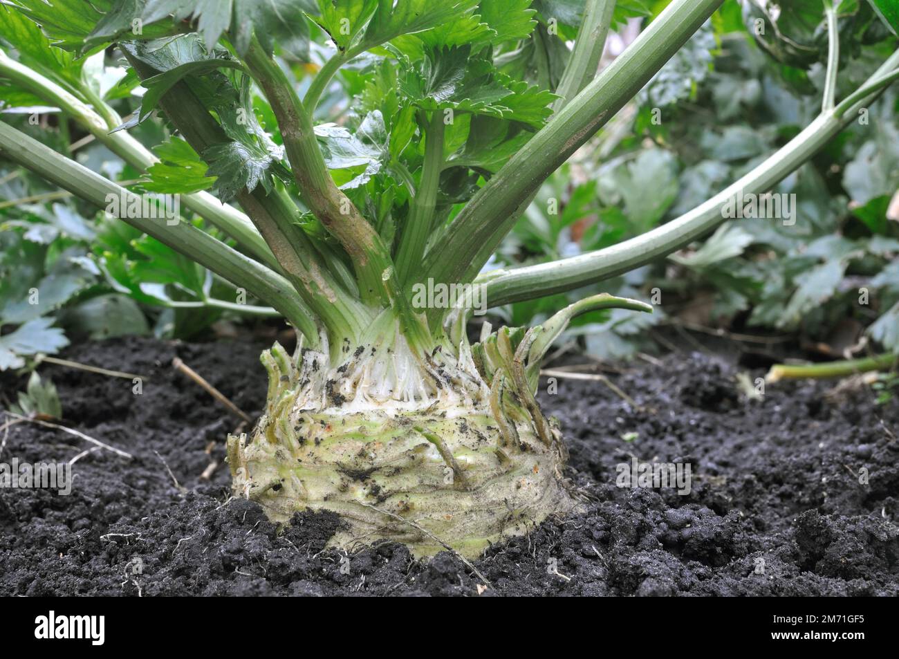 Plant root vegetables hi-res stock photography and images - Alamy