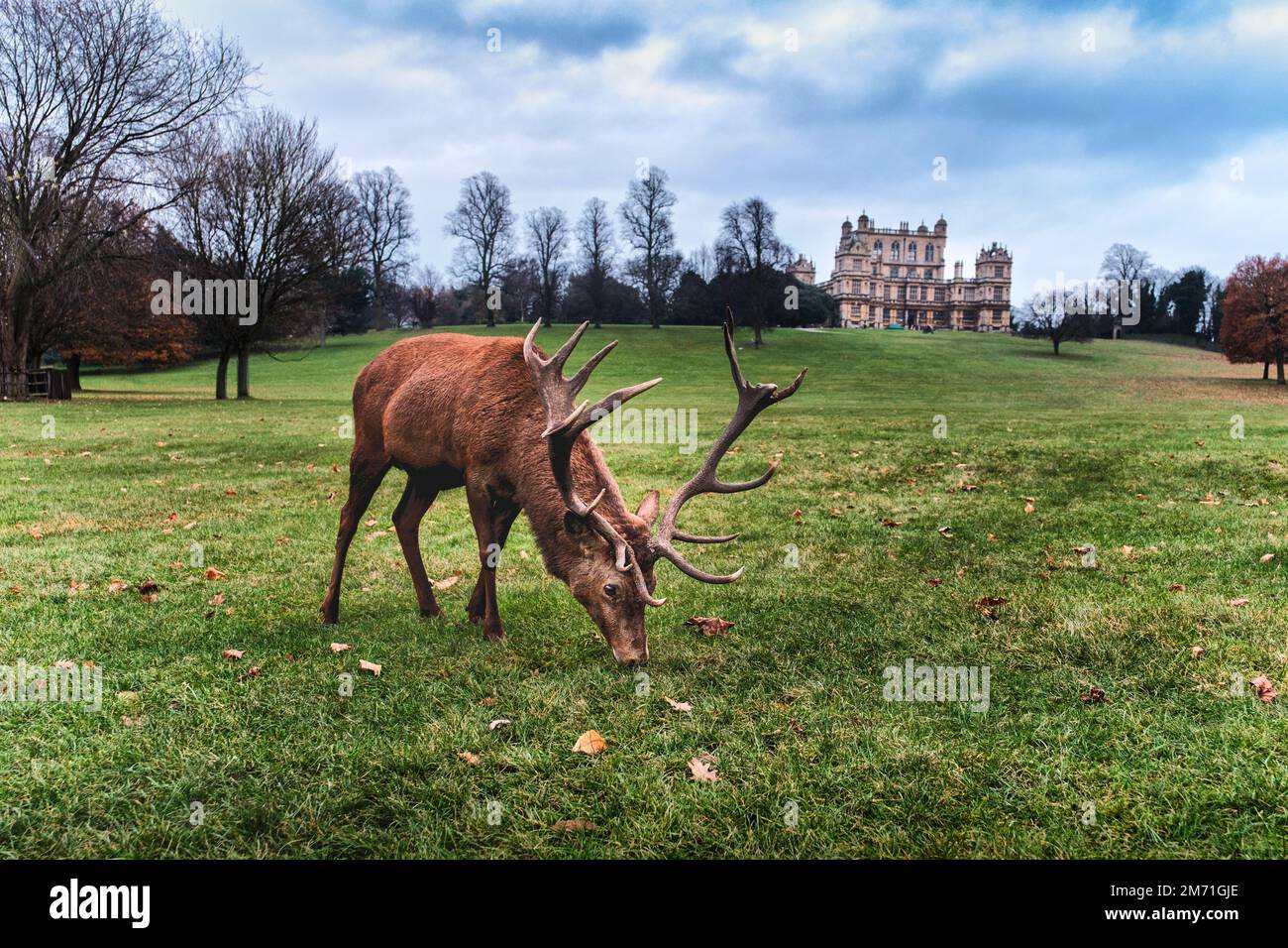 A red deer at the Wollaton park in Nottingham UK Stock Photo - Alamy