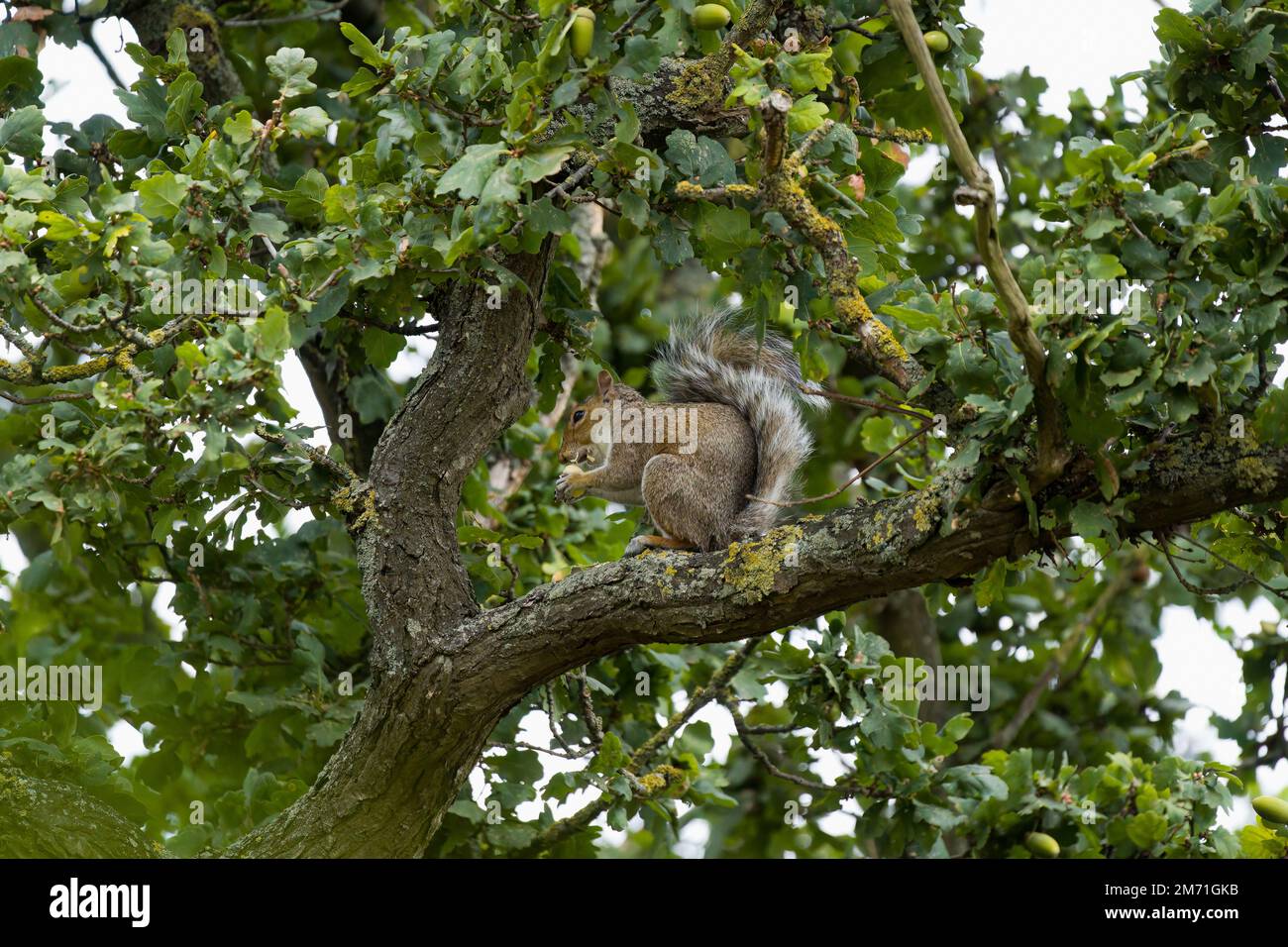 Grey Squirrel in a tree Stock Photo - Alamy