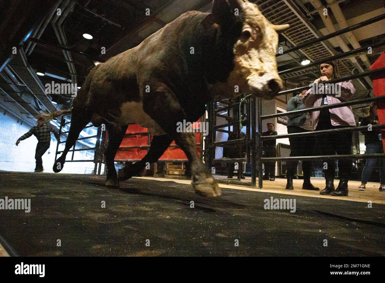New York, New York, USA. 6th Jan, 2023. Cowboys manage the arrival of ...