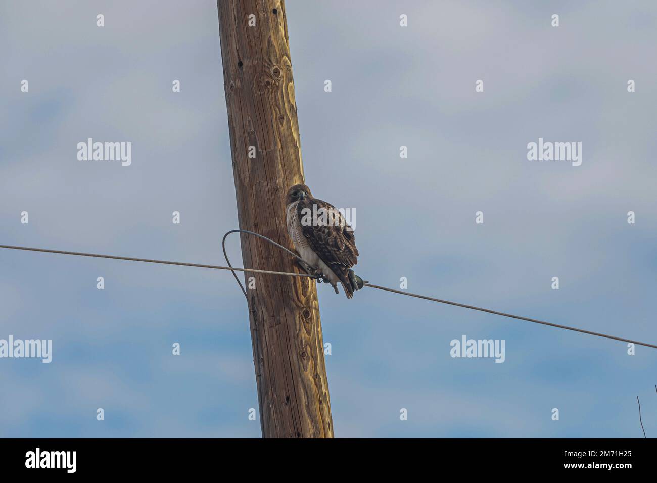 Especies de accipitridae hi-res stock photography and images - Alamy