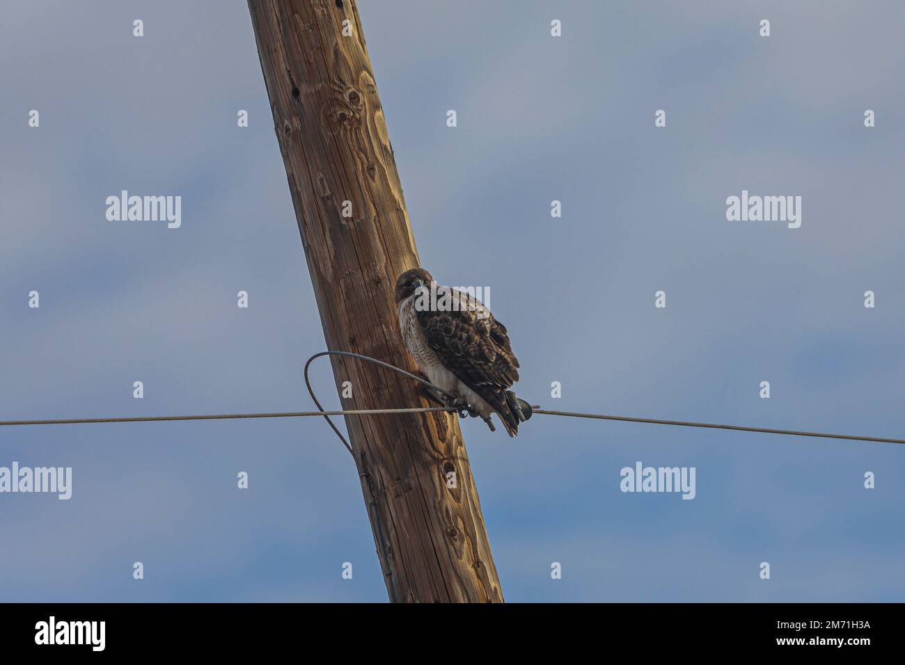 red tailed hawk or falcon bird on wooden telecommunication pole on the ...
