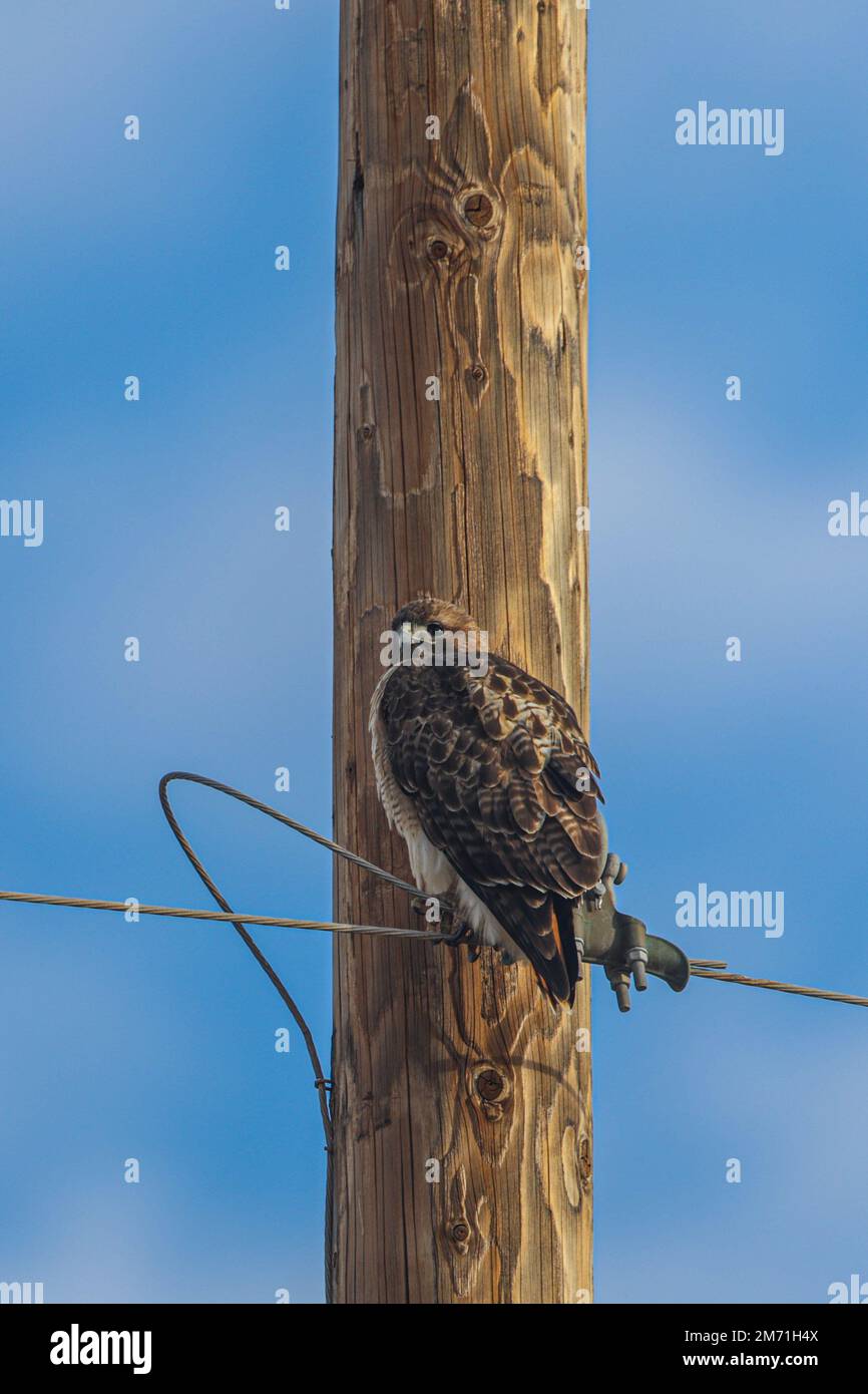red tailed hawk or falcon bird on wooden telecommunication pole on the ...