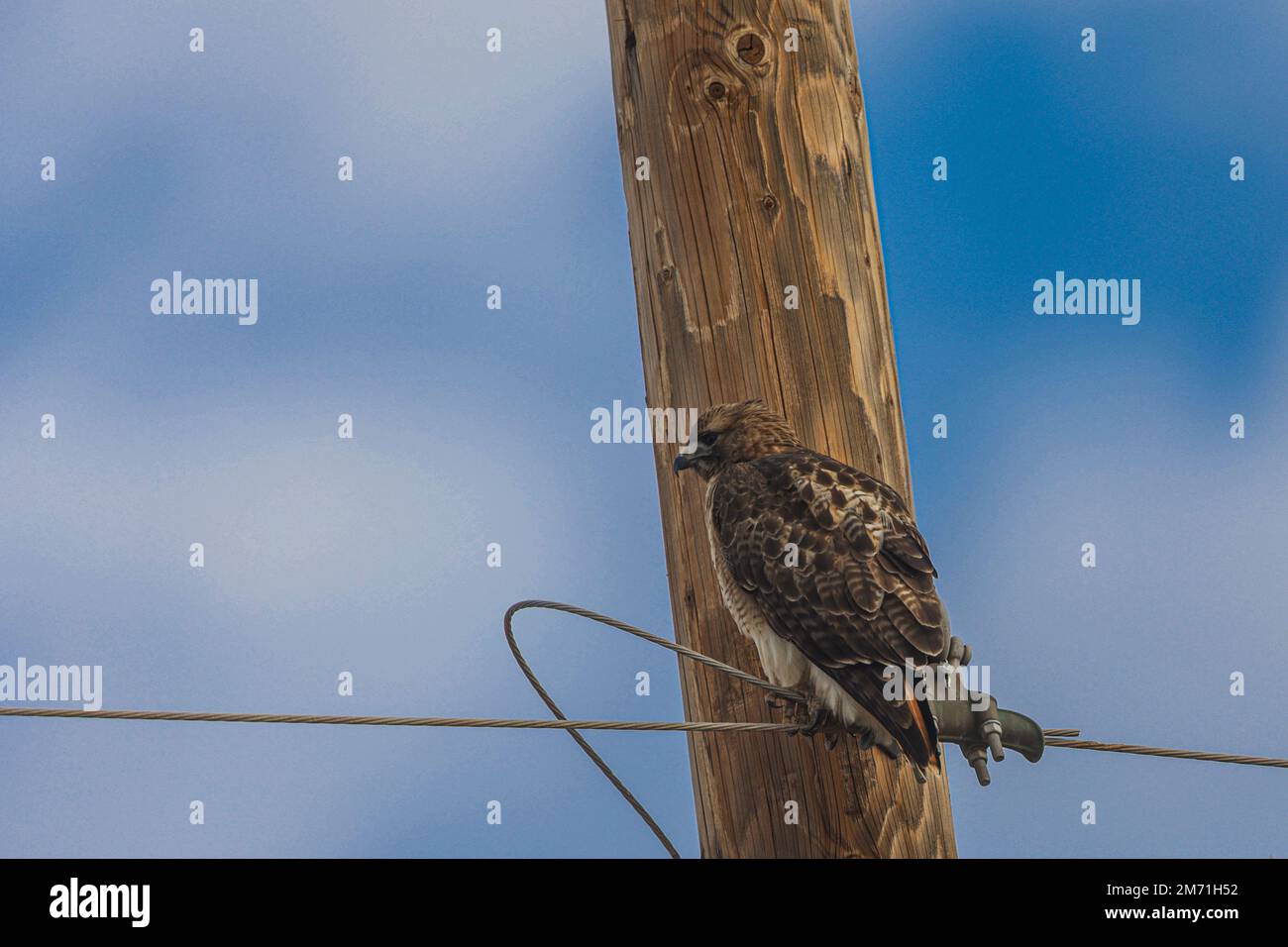 red tailed hawk or falcon bird on wooden telecommunication pole on the ...
