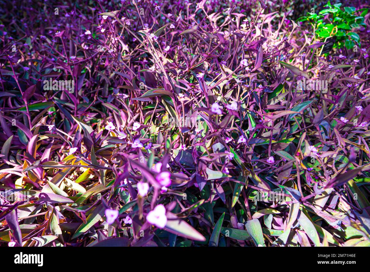 A variety of colorful flora on the island of Madeira. Beautifully ...