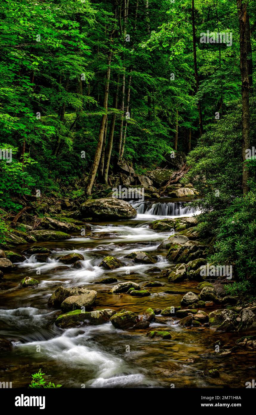 Deep woods illustration hi-res stock photography and images - Alamy