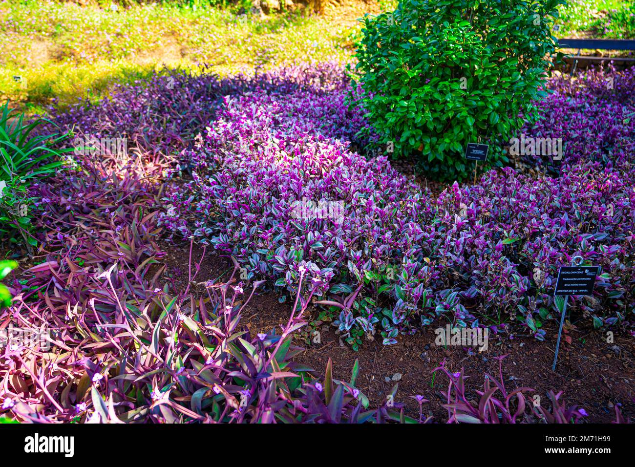 A variety of colorful flora on the island of Madeira. Beautifully ...