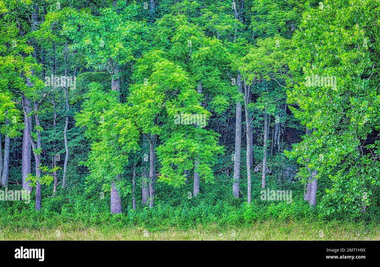 The forest at the edge of a Cades Cove meadow in the Great Smoky ...