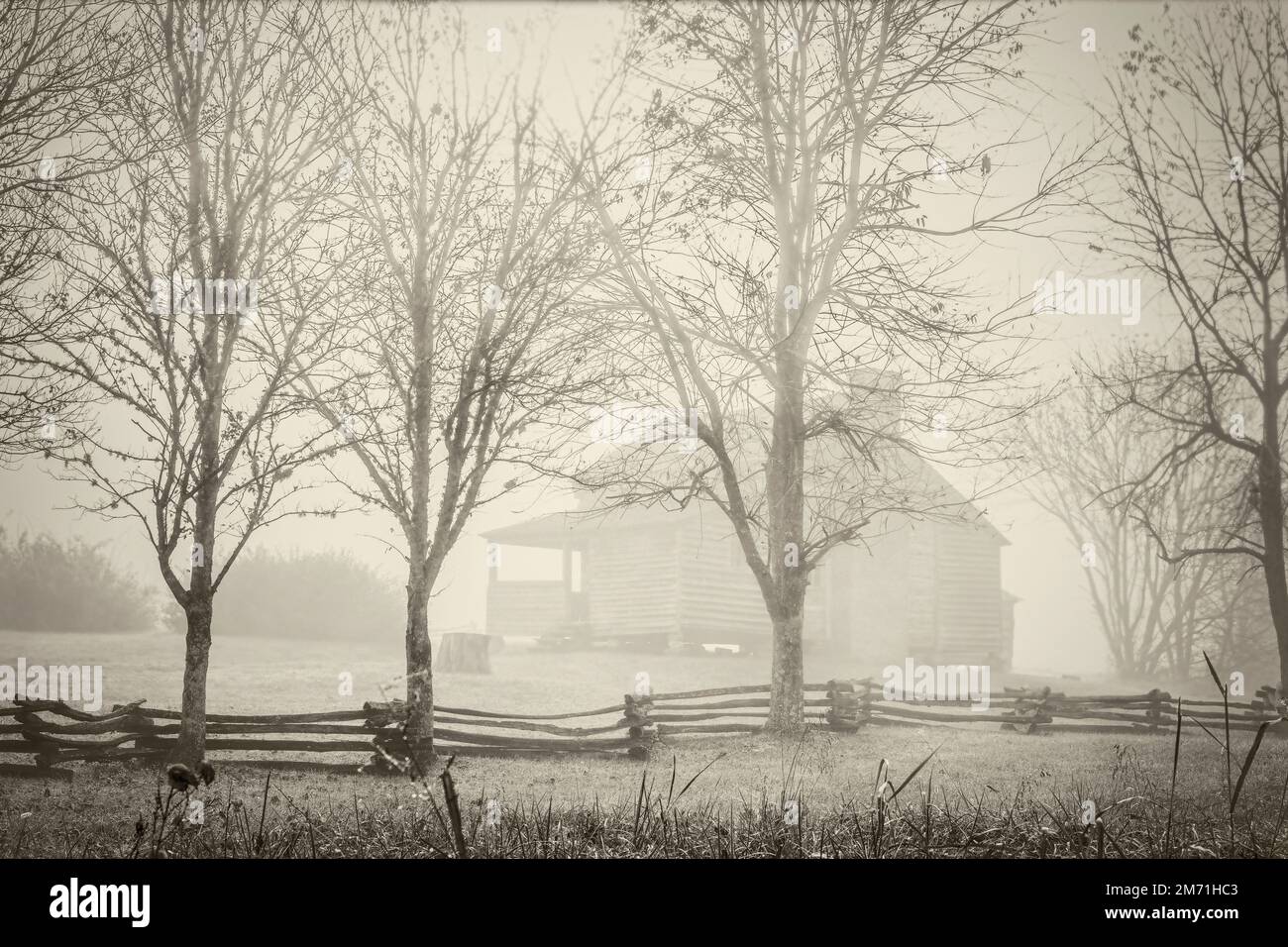 A black and white photo of a line of trees in fog, behind which is a ...
